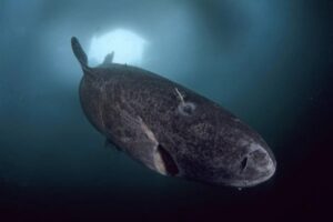 A 392 year old Greenland Shark in the Arctic Ocean, wandering the ocean ...
