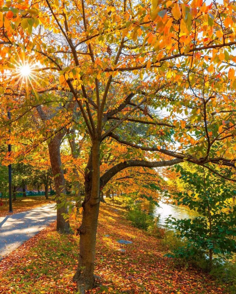 31 Boston Things to Do in Fall for a Perfect Autumn Weekend