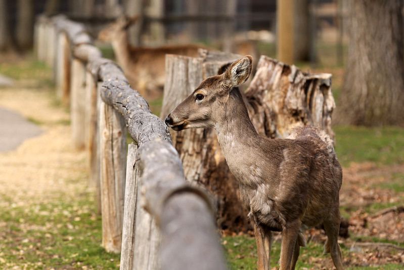 20 Cool Things to Do in Wisconsin Dells